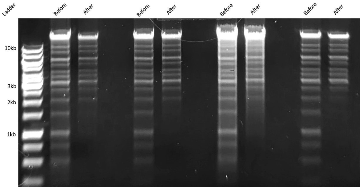 Isolate High Molecular Weight DNA using the NEW Isohelix™ Mag-Filter ...